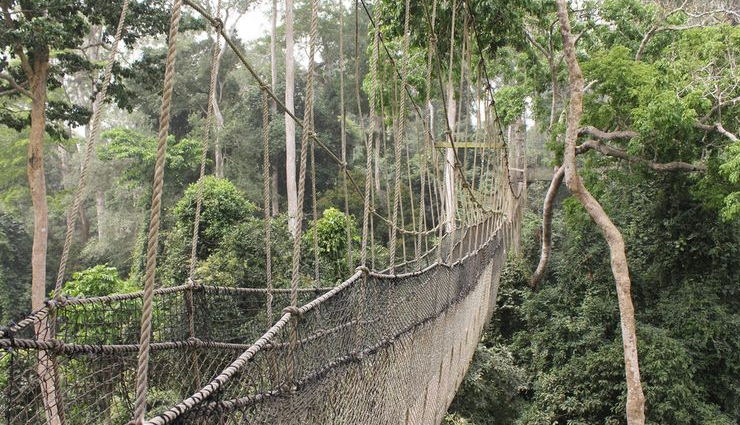 6 Unique Treetop Walkways In The World - lifeberrys.com