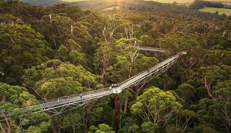 6 Unique Treetop Walkways In The World - lifeberrys.com