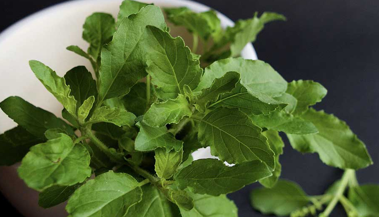 15 Powerful Health Benefits of Tulsi - lifeberrys.com