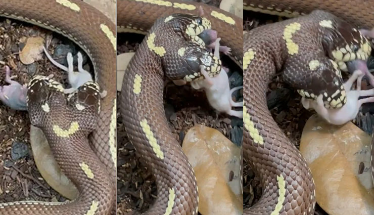दो मुंह वाला सांप एकसाथ निगल गया दो चूहे, कमजोर दिल वाले न देखें ये वीडियो