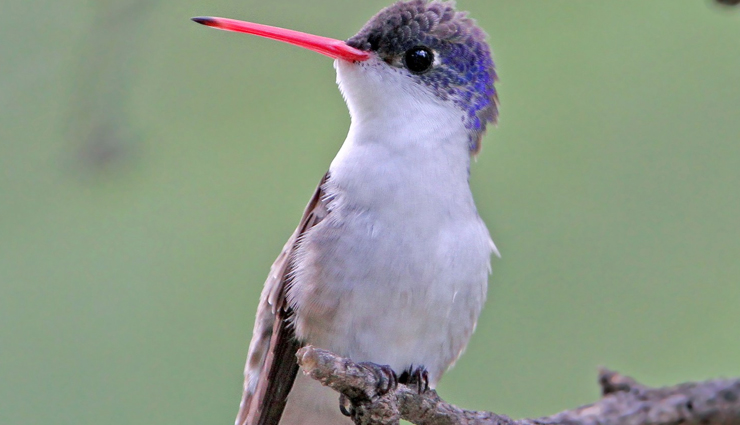 Unveiling the Rich Tapestry of Hummingbirds: 10 Enchanting Varietie ...