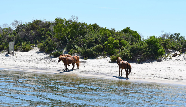 5 Beautiful Beaches To Visit Near Washington, DC - lifeberrys.com