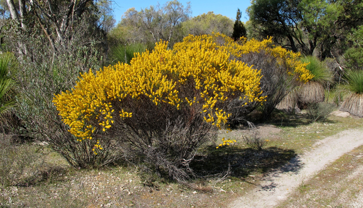 10 Endangered Species of Trees - lifeberrys.com