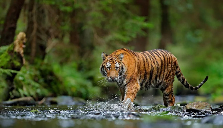 5 Must Visit Wildlife Sanctuaries in India - lifeberrys.com