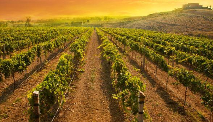 5 Places To Enjoy Wine Tasting in India - lifeberrys.com
