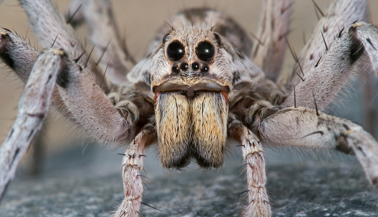 List of Some Deadliest Spiders in The World - lifeberrys.com
